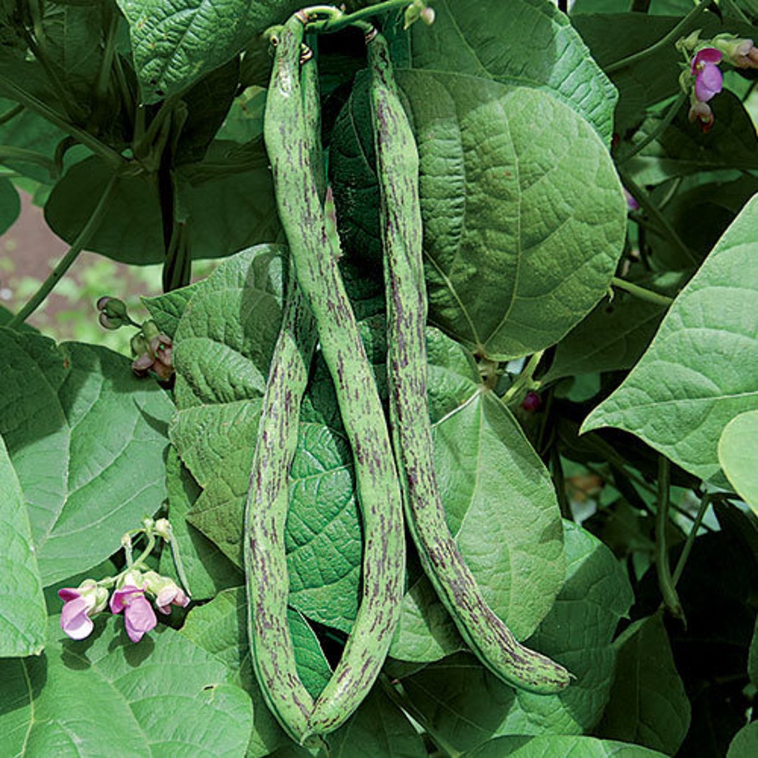 RATTLESNAKE POLE BEAN Seeds Heirloom Preacher Bean Rare Unique Fresh ...