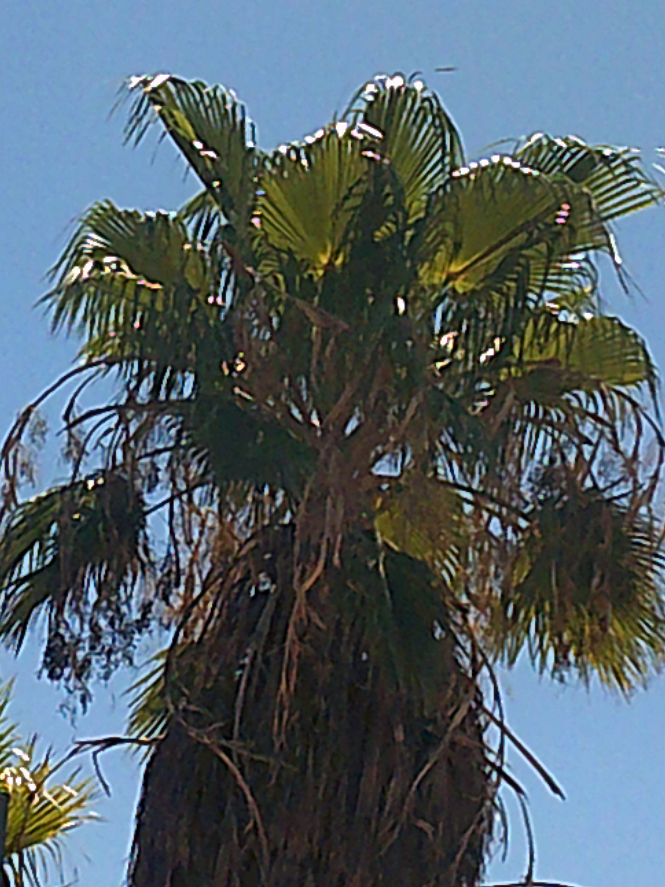 Mexican FAN PALM TREE Seeds Washingtonia Robusta - Etsy