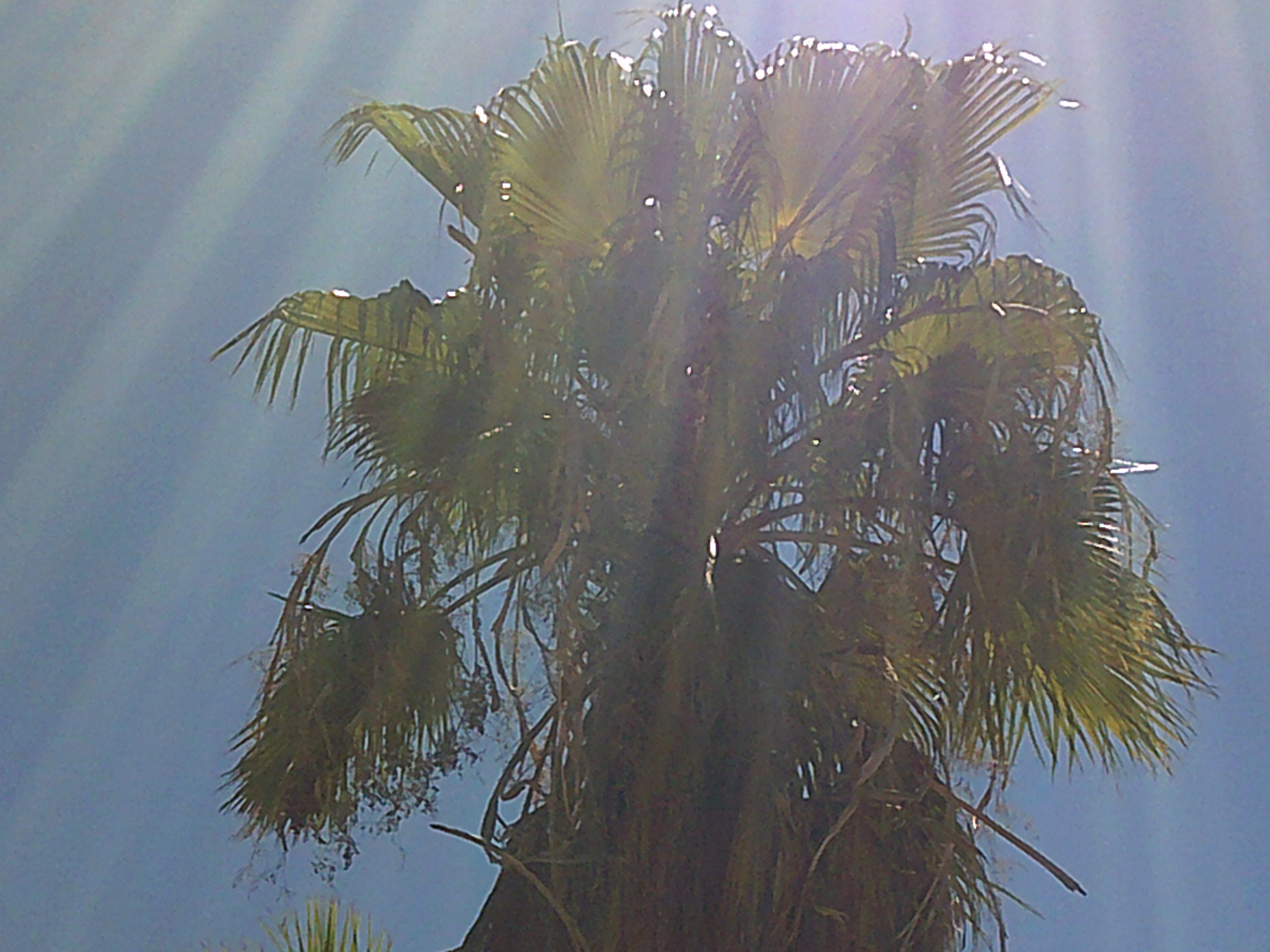 Mexican FAN PALM TREE Seeds Washingtonia Robusta - Etsy