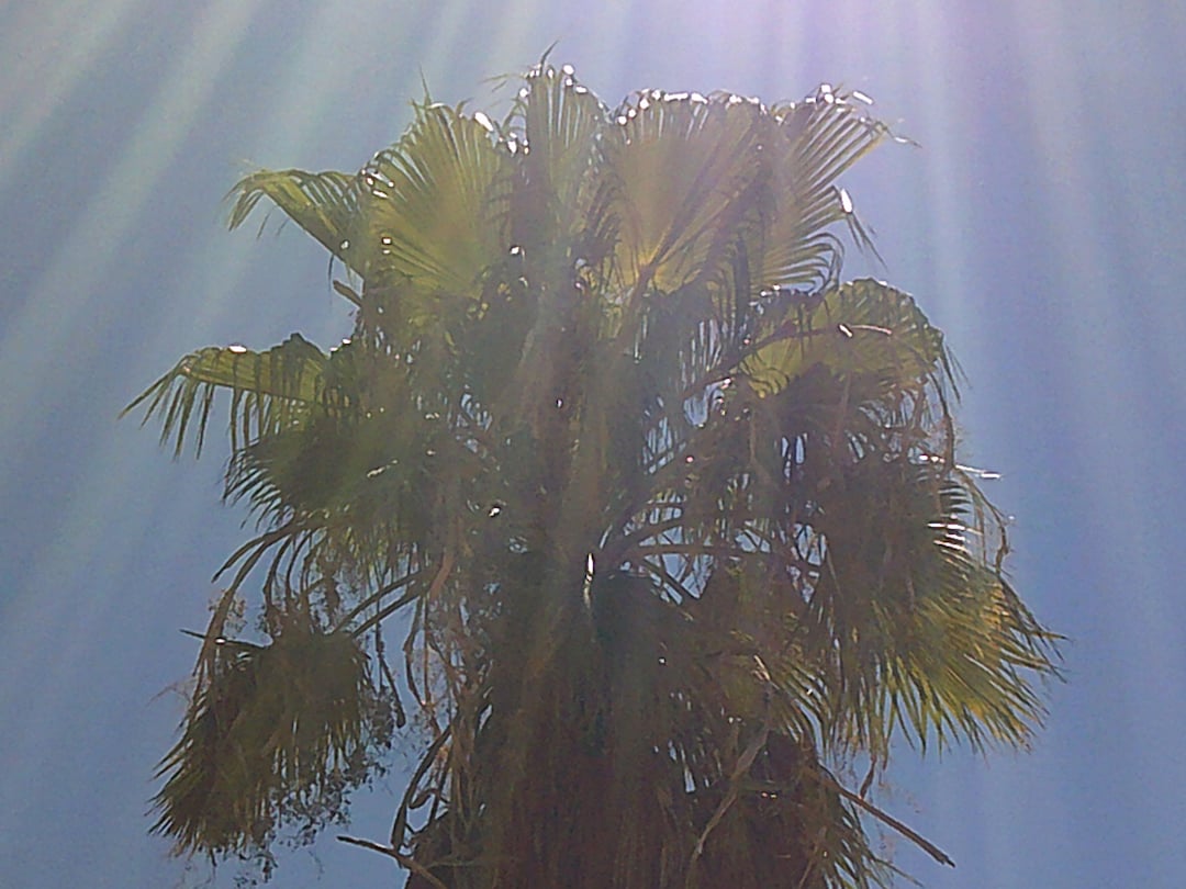 Mexican FAN PALM TREE Seeds Washingtonia Robusta - Etsy
