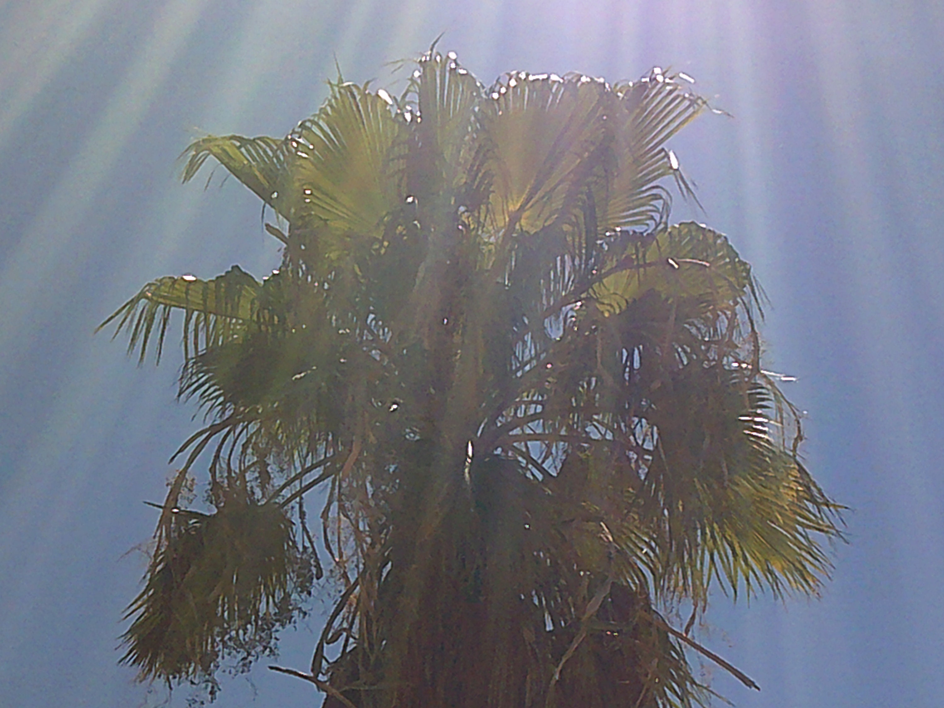 Mexican FAN PALM TREE Seeds Washingtonia Robusta - Etsy