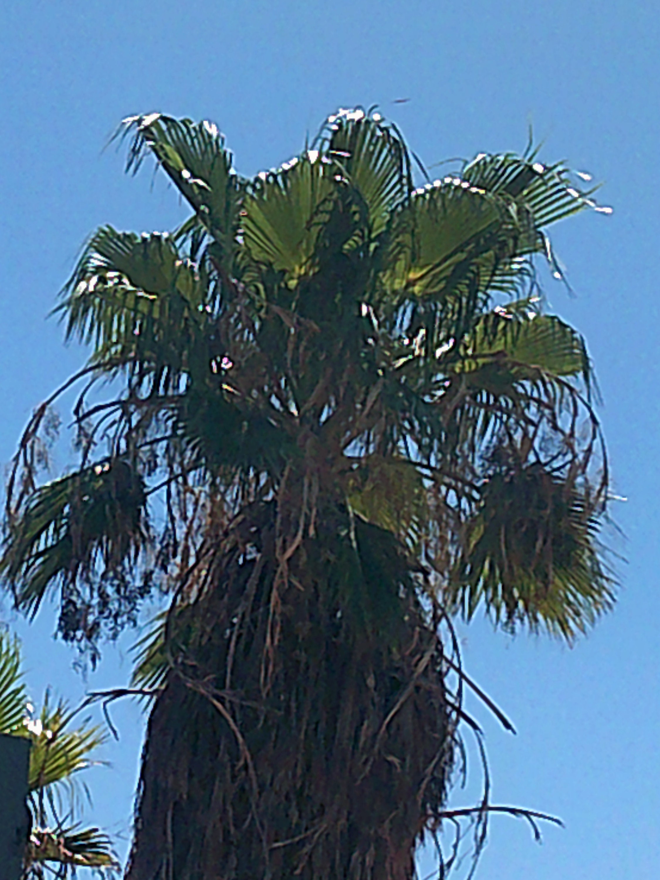 Mexican FAN PALM TREE Seeds Washingtonia Robusta - Etsy