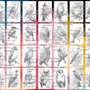 Country Birds Grayscale Coloring Book for Adults. 30 Instant Digital ...