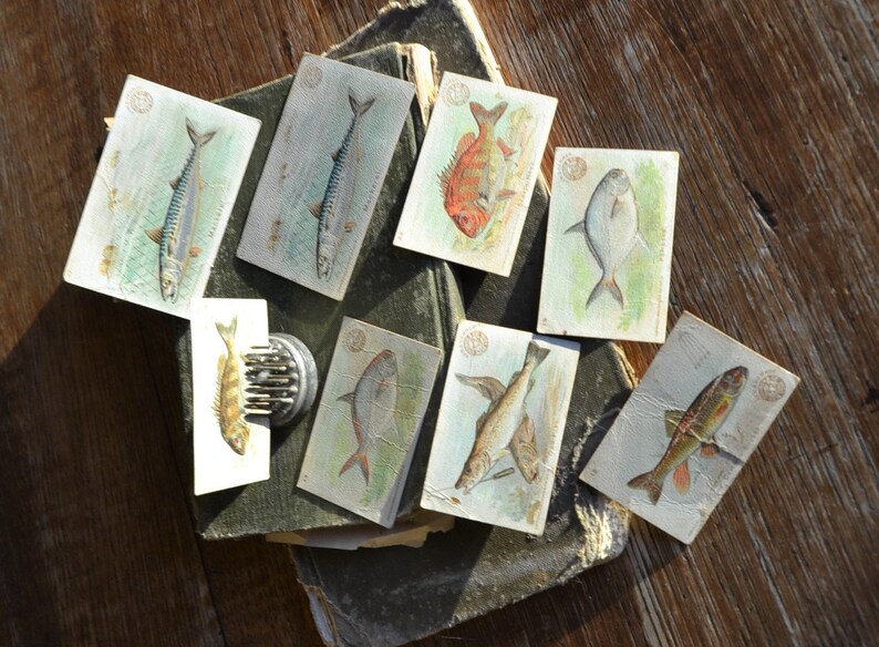 Collectibles Lot of 8 antique FISH TRADING CARDS 1900 Arm & Hammer ...