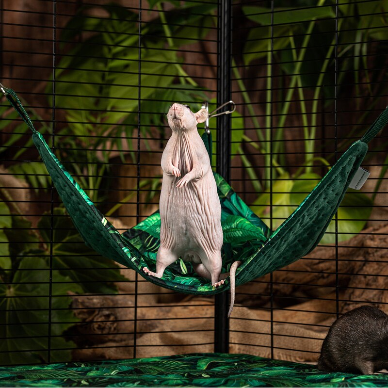 Rat Hammock - Etsy