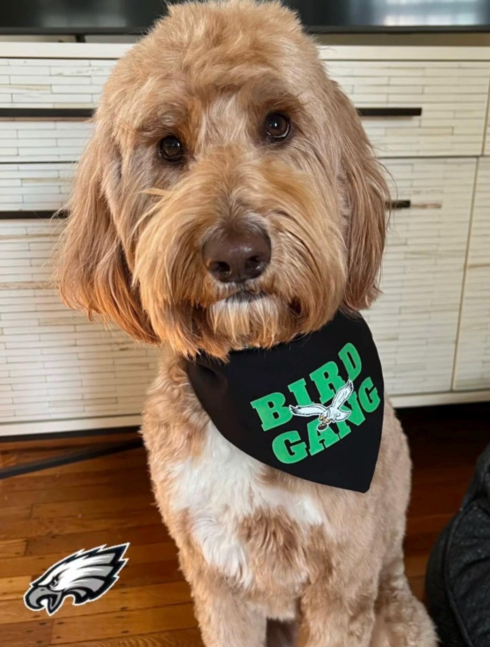Bird Gang Philadelphia Eagles Reversible Bandana - Etsy
