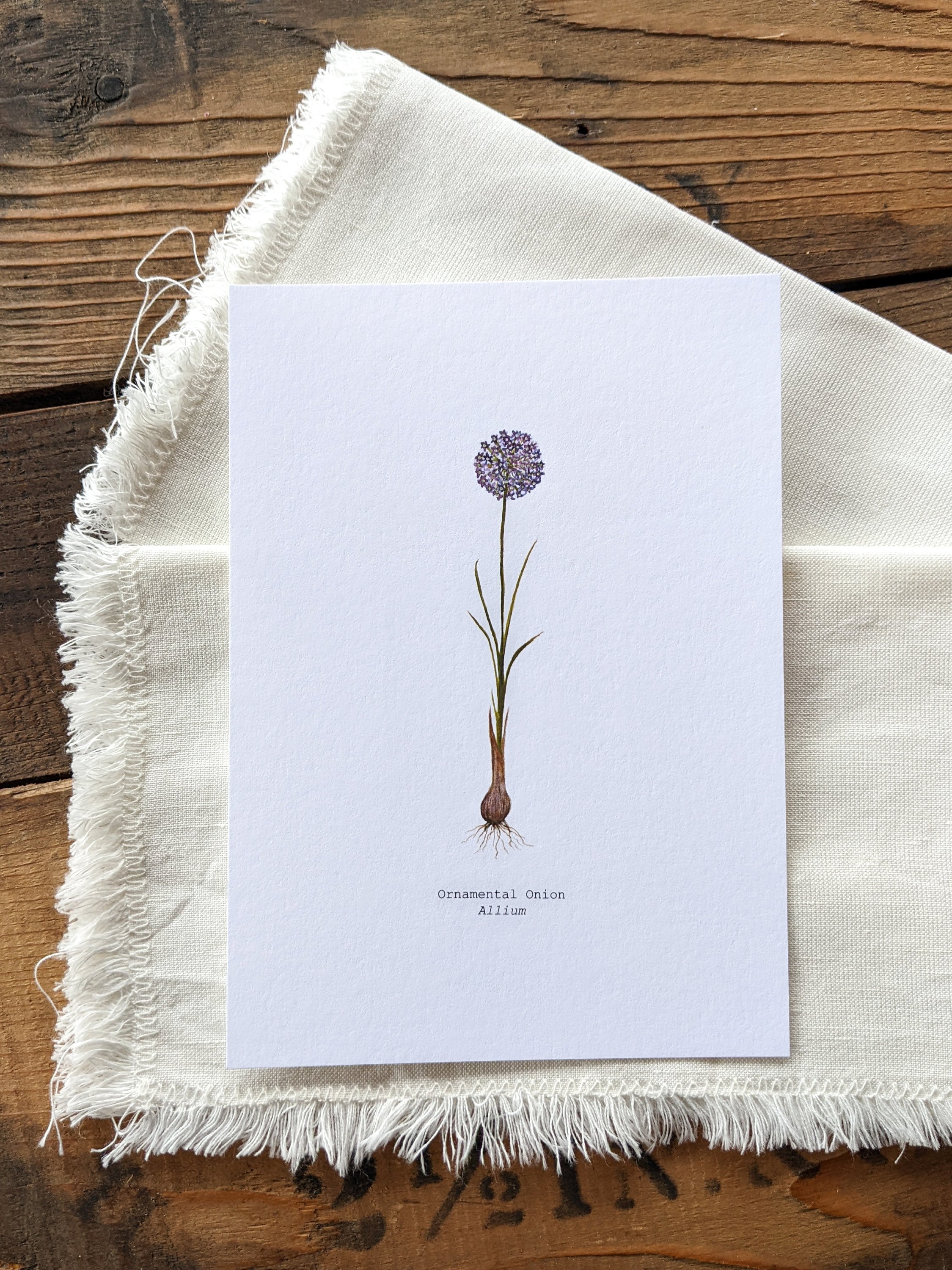 Ornamental Onion allium Watercolor Print Butterfly Garden - Etsy