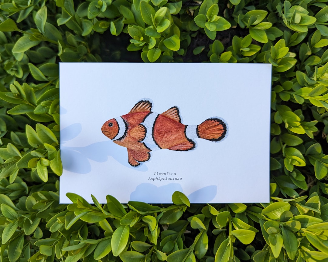 Clownfish Watercolor Print | 4"x6" Signed Archival Quality Fine Art ...