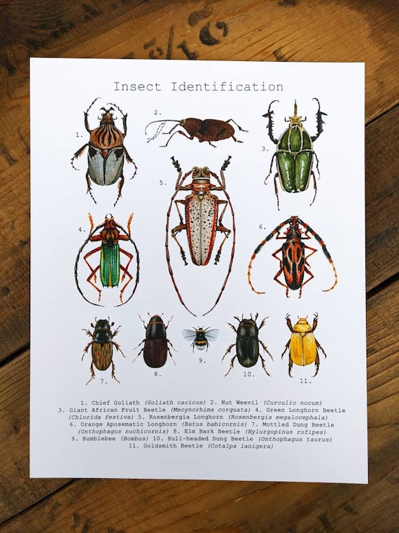 Insect Id Chart