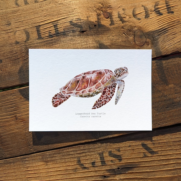 Loggerhead Turtle - Etsy