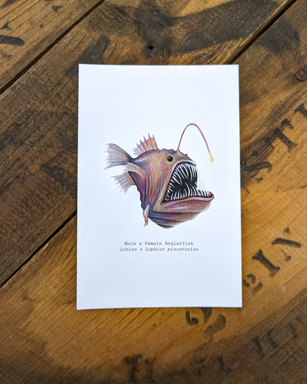 Male & Female Anglerfish Watercolor Print | 4"x6" Signed Archival ...