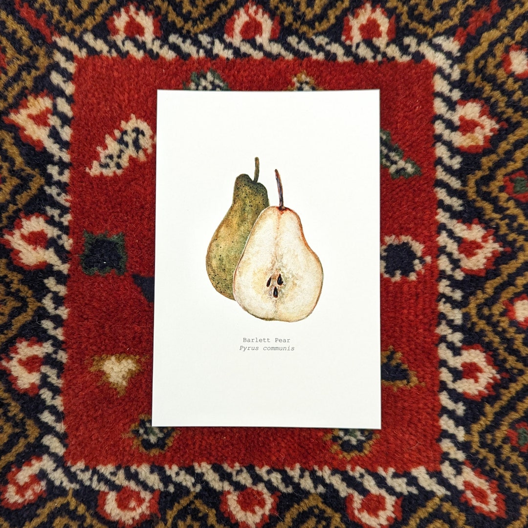 Pear Watercolor Print | 4"x6" Signed Archival Quality Fine Art Print - Etsy