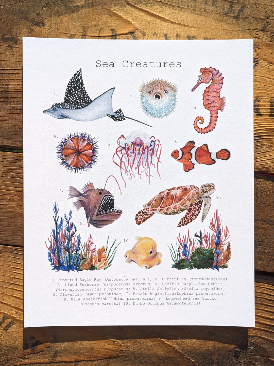 Sea Creatures Watercolor Print | 8"x10" Signed Archival Quality Fine ...