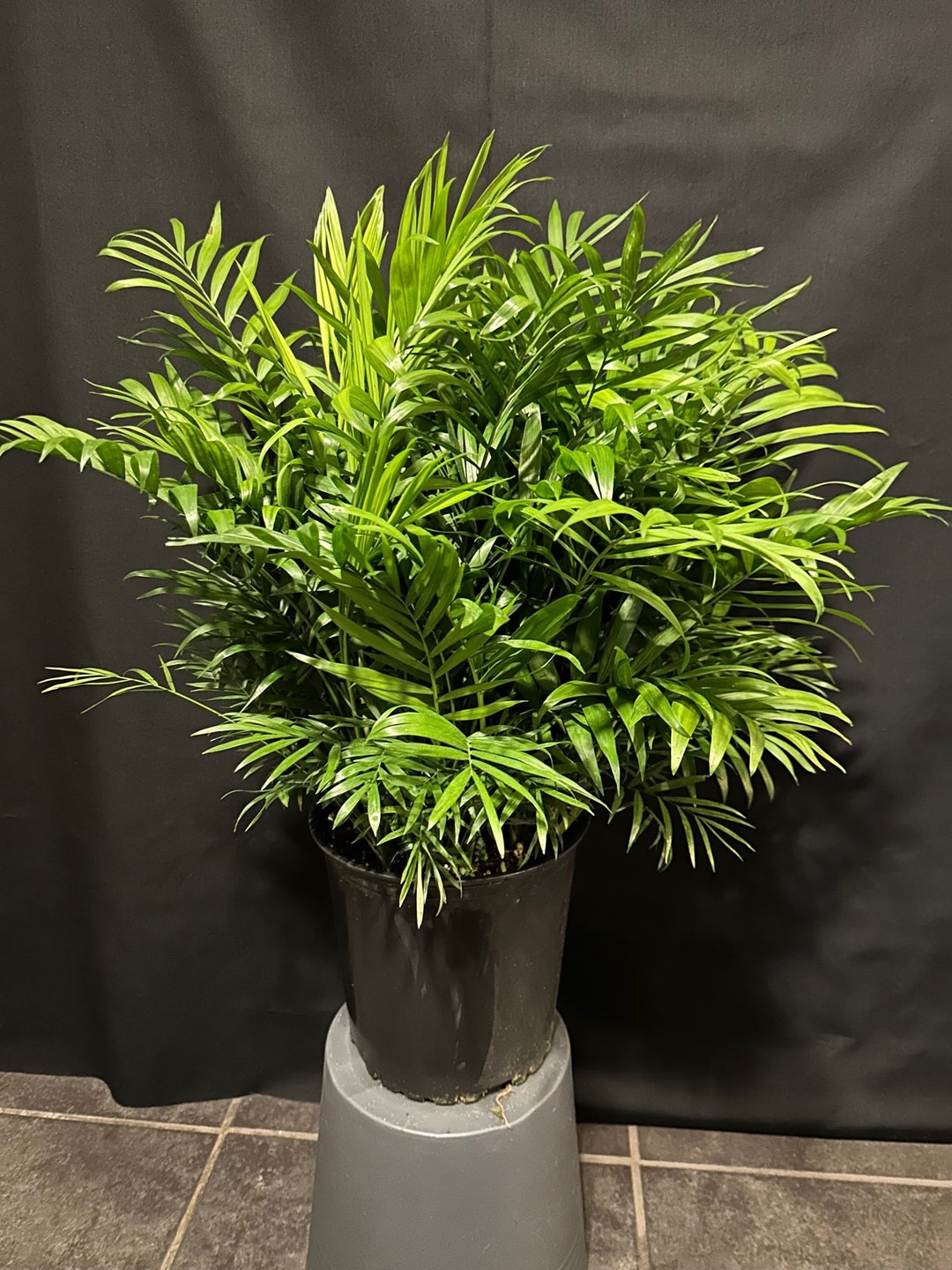 Neantha Bella Palm 'parlor Palm' - Etsy