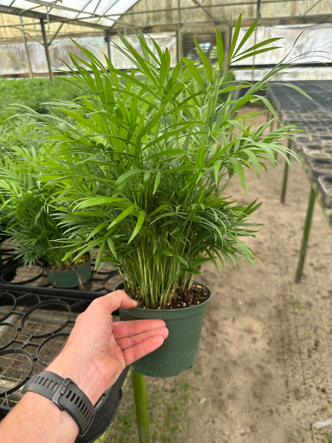 Neantha Bella Palm 'parlor Palm' - Etsy