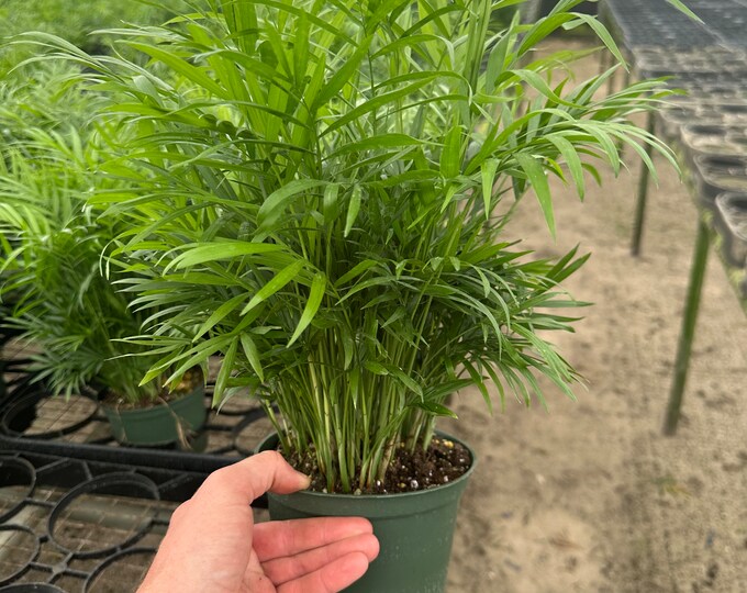 Neantha Bella Palm 'parlor Palm' - Etsy