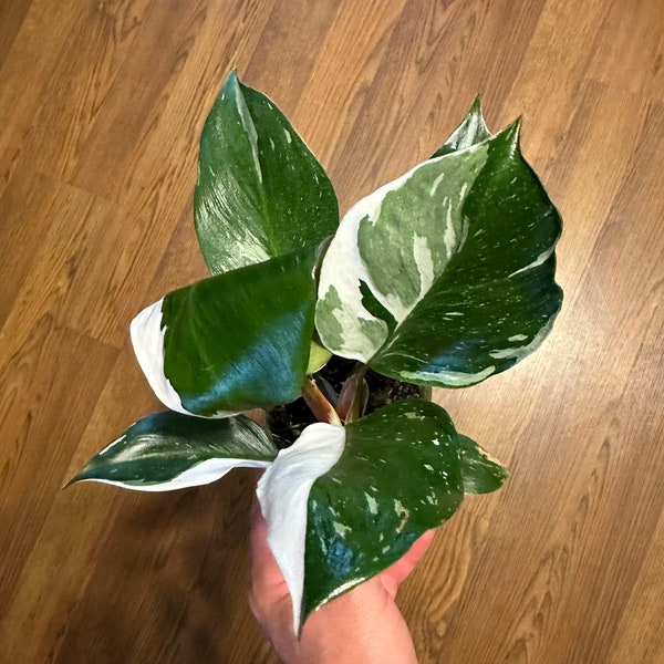 White Knight Philodendron - Etsy