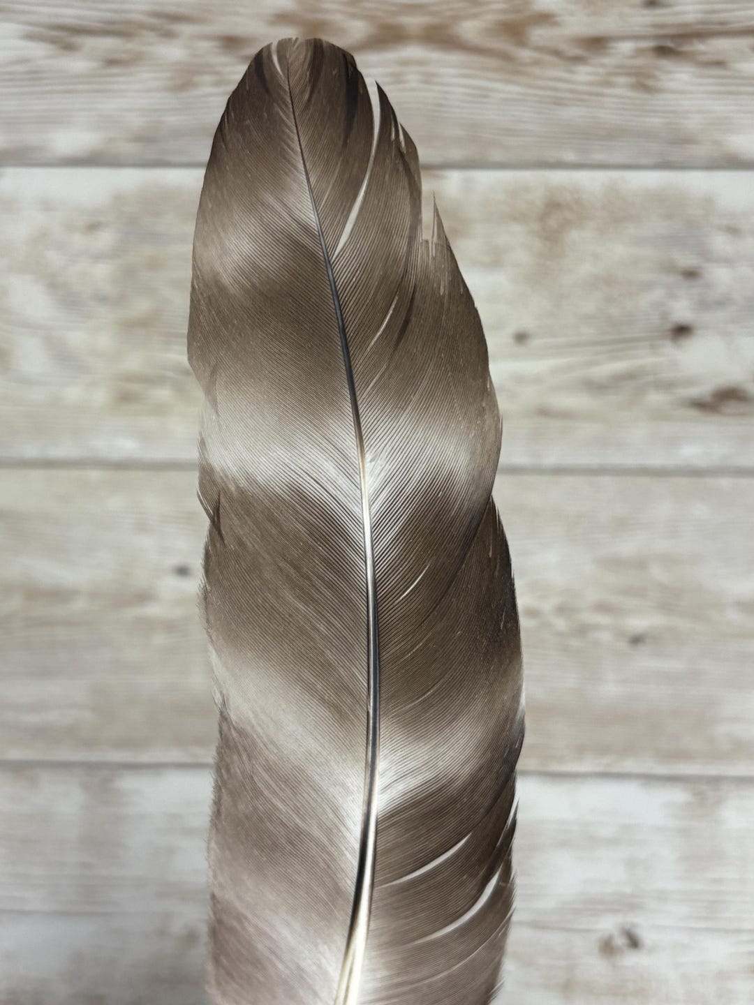 Hat Band Feathers: Stunning Turkey Wing Feather for Hats & Craft ...