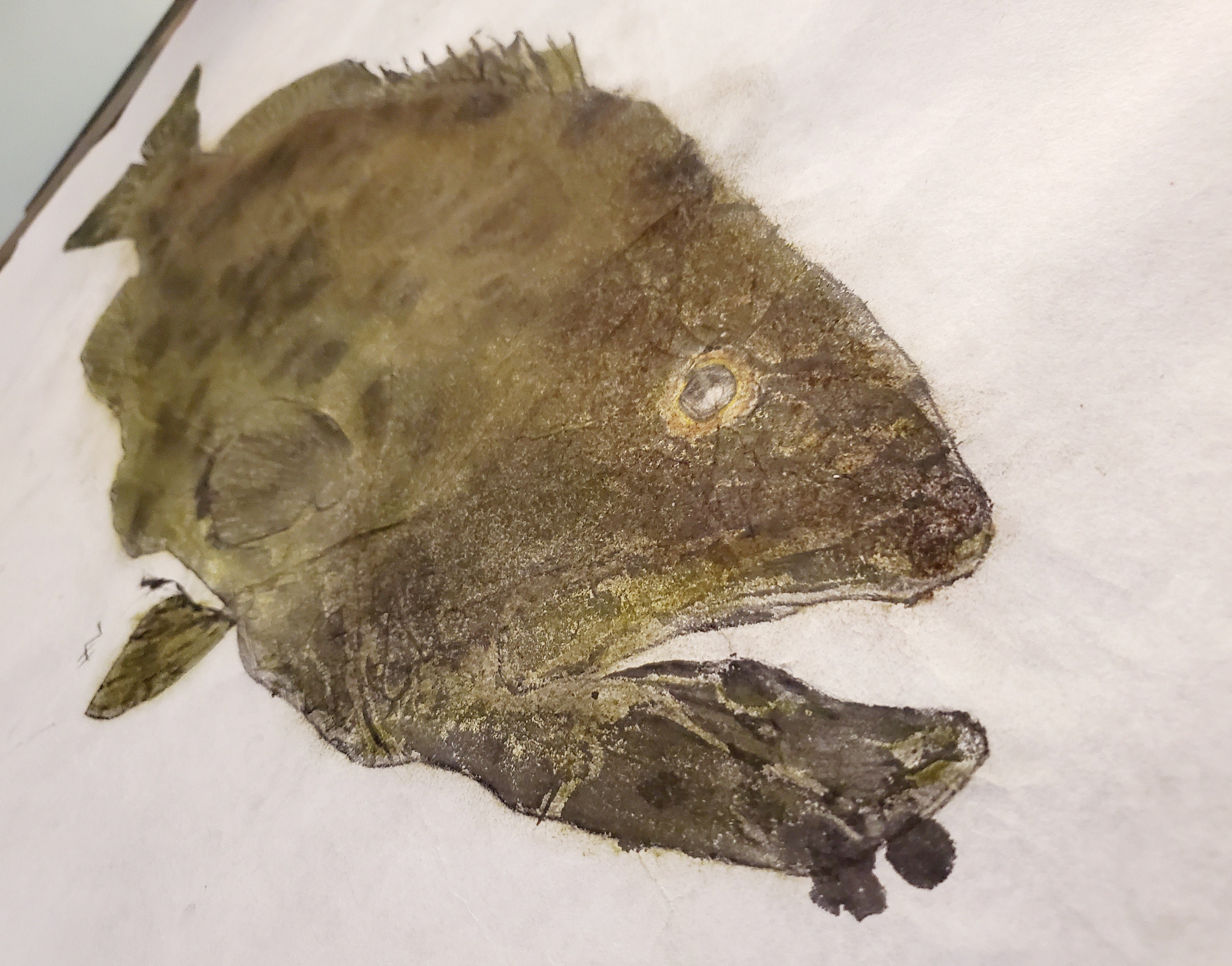 Grouper Fish Print, Colored - Etsy