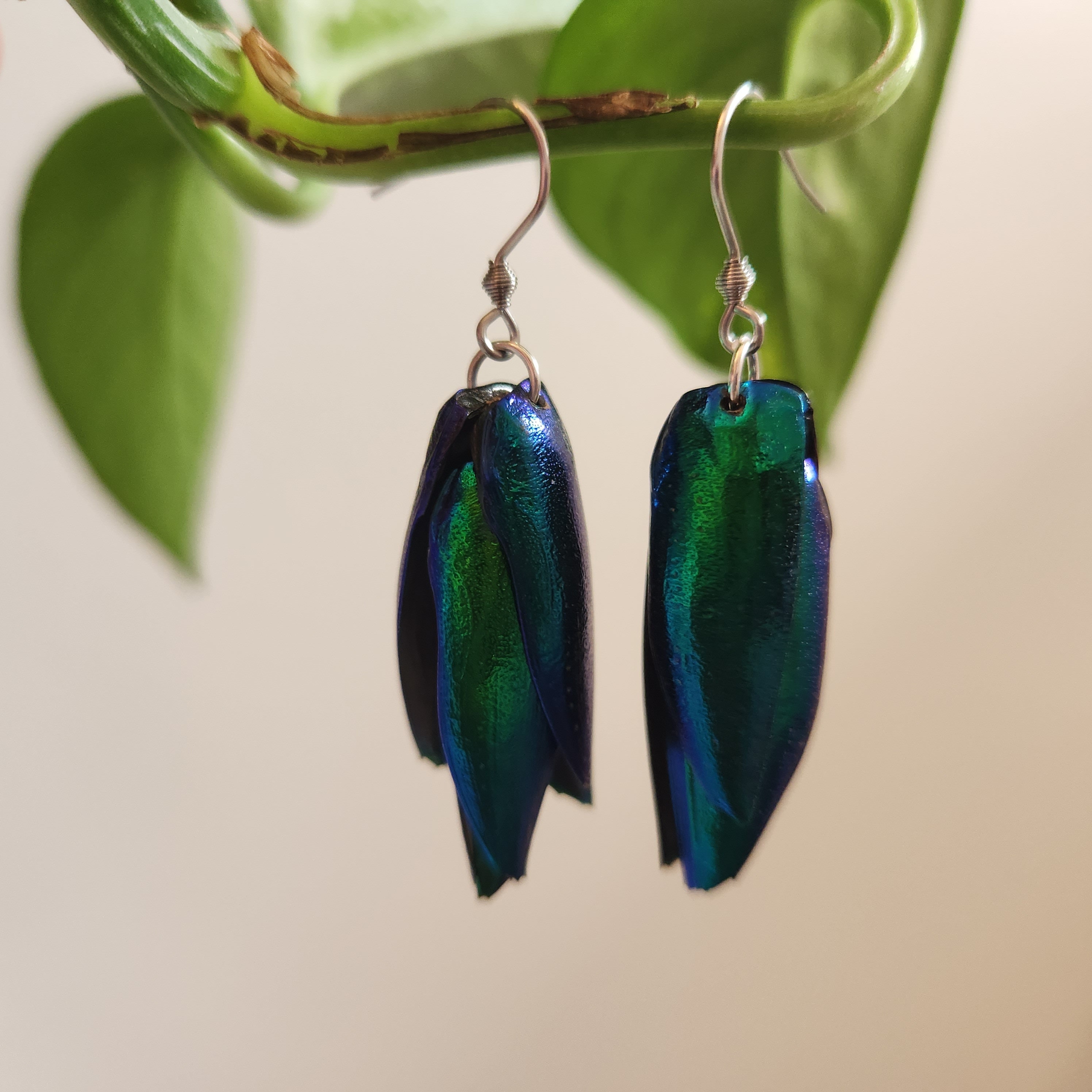 Real Elytra Beetle Wings Earrings Insect Wing Jewelry - Etsy