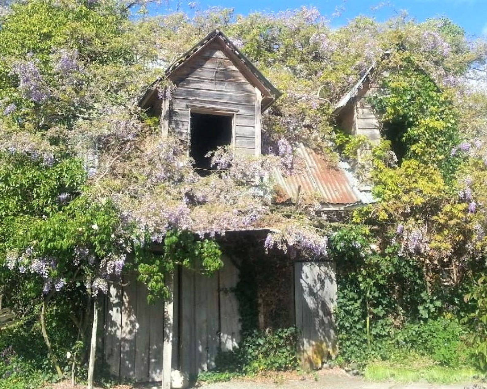 Overgrown Lilac Bush Cascades Over Old House. Printable Art, Horizontal ...