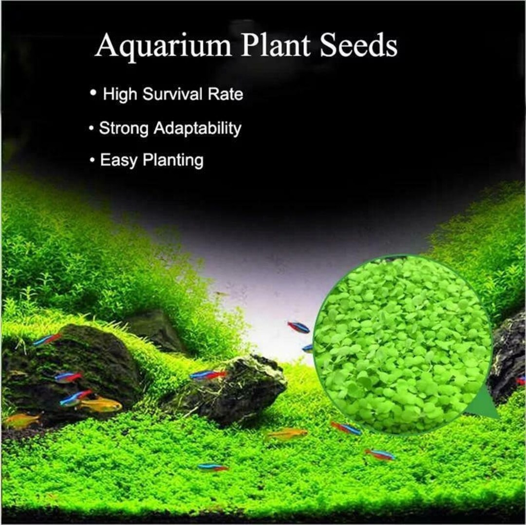 NEW AQUARIUM Live Plant Seeds Fish Tank Water Grass Ground Covering ...