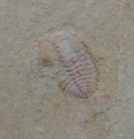 TRILOBITE PALAEOLENUS LANLENOISI From the Cambrian Period | Etsy