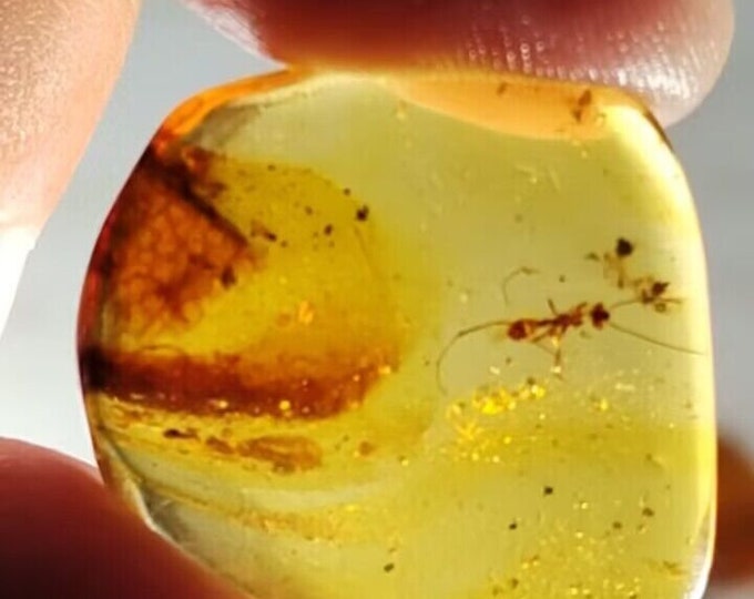 Amber With 99 Million Year Old Insect, Fossils, Cretaceous Fossil Amber ...