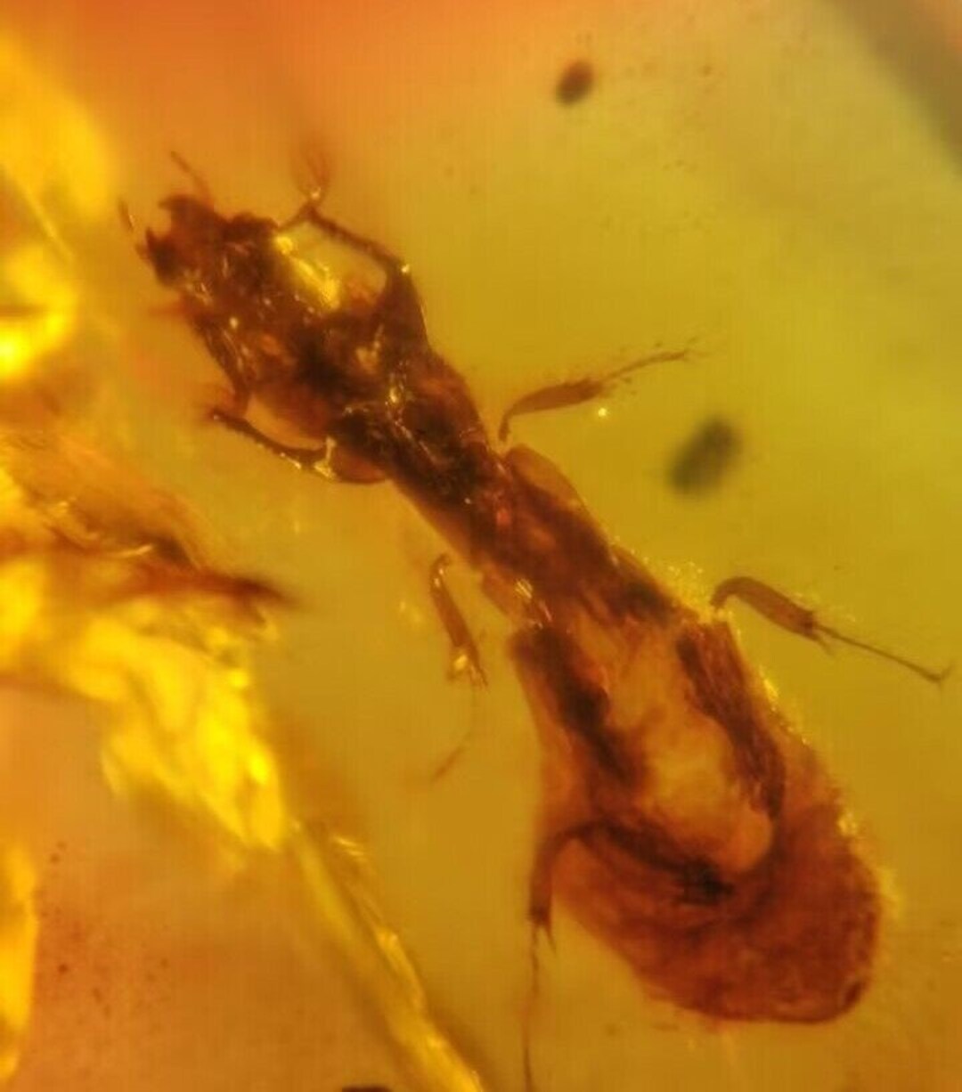 Extinct Passalopalpidae 99 Million Years Old, Cretaceous Fossil Amber ...