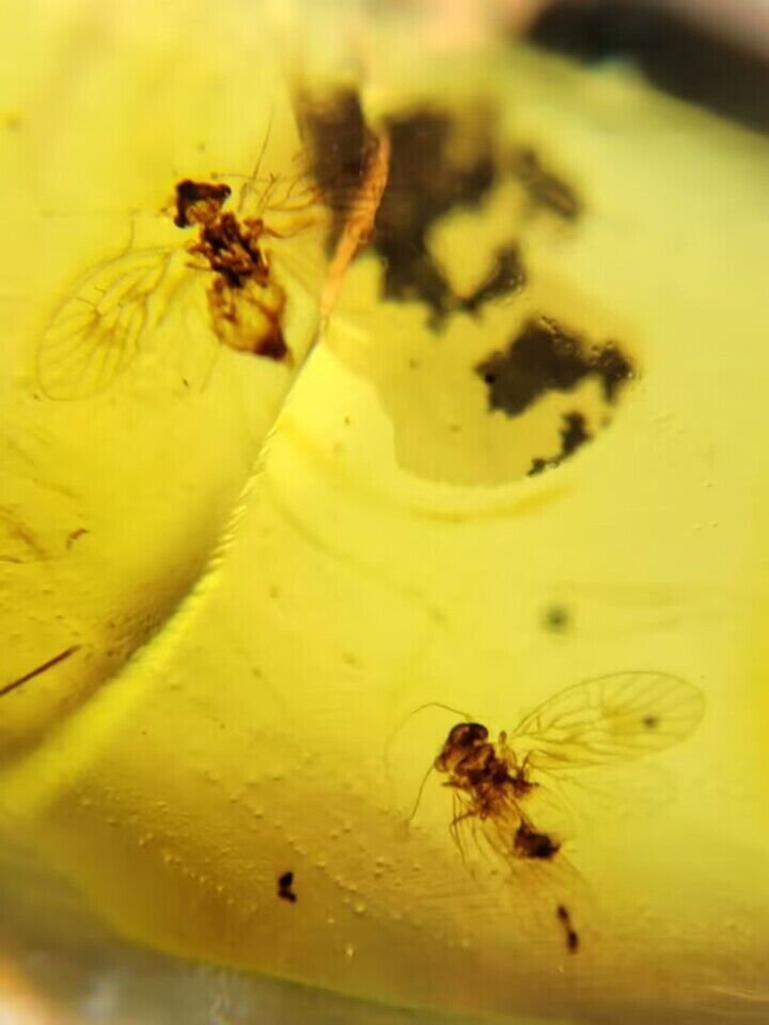 Amber With 2 99 Million Year Old Insects, Fossils, Cretaceous Fossil ...