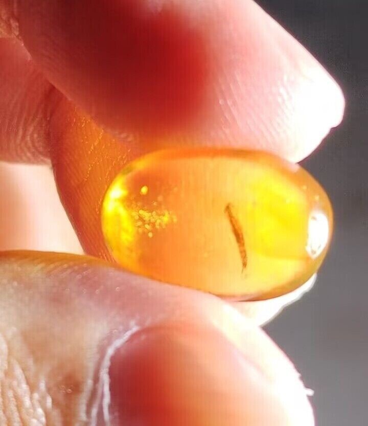 Amber With Unknown Larva of 99 Million Years, Cretaceous Fossil Myanmar ...