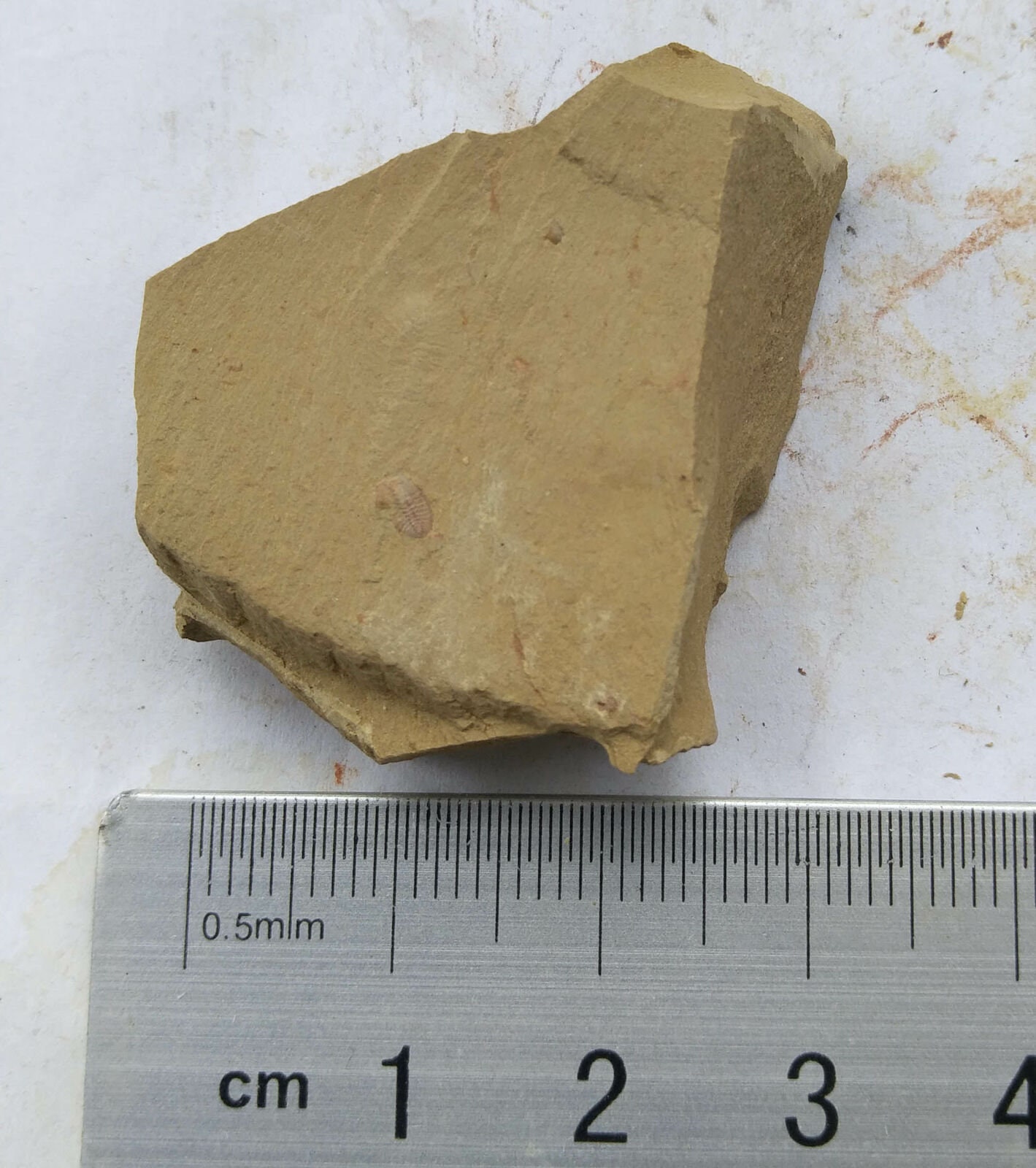 TRILOBITE PALAEOLENUS LANLENOISI, From the Cambrian Period about 100 ...