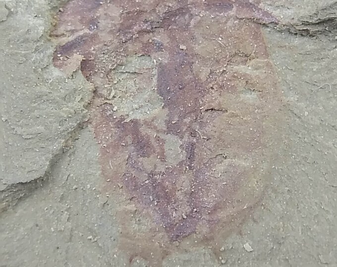 Rare Fossil Extinct Arthropod, NARAOIA SPINOSA, CAMBRICO, Yunnan. - Etsy