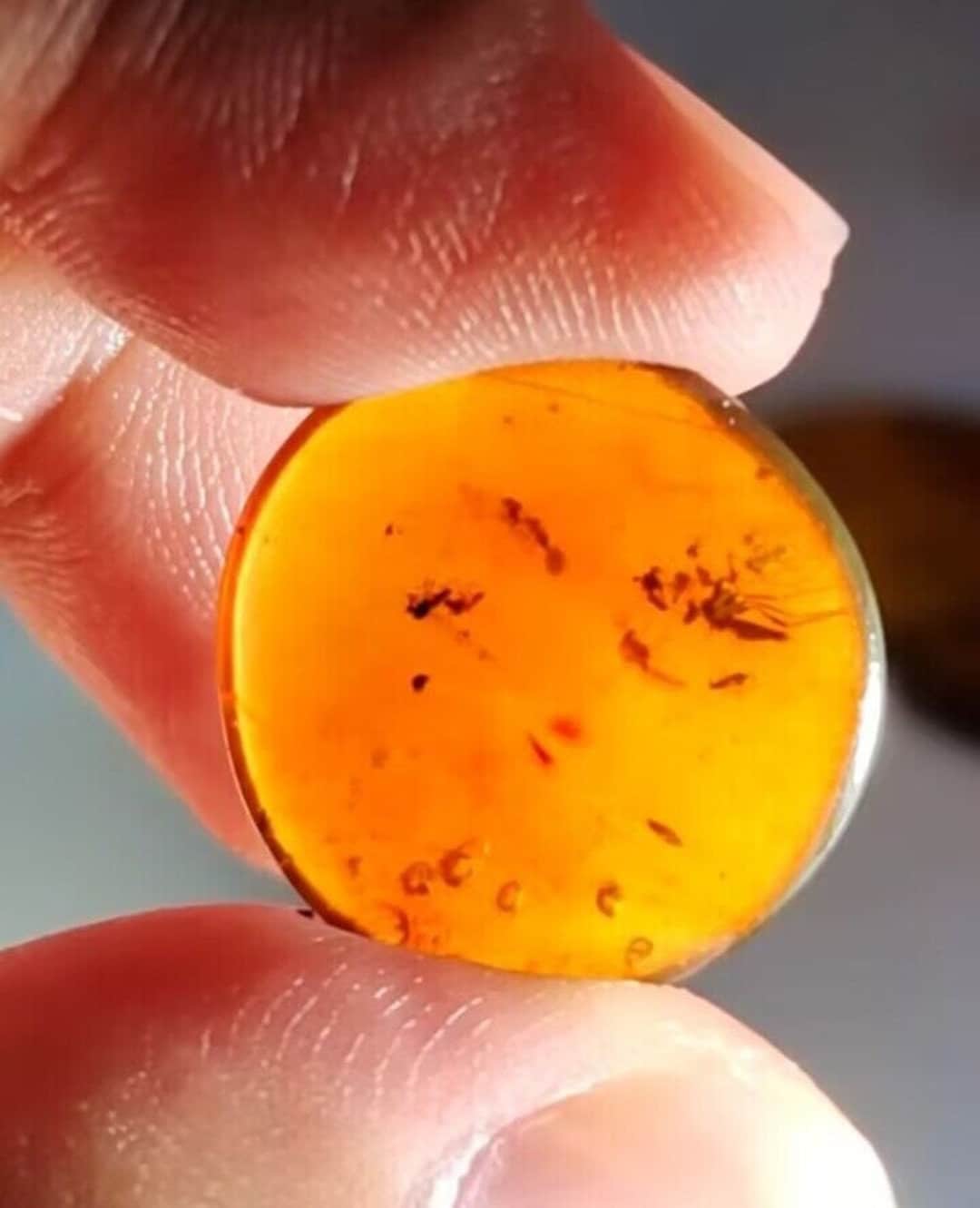 Amber With Multiple Insects 99 Million Years Old, Cretaceous Fossil ...