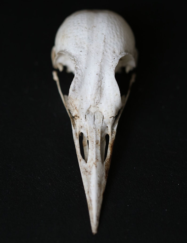 My Evil Plan Printable Planner - Etsy