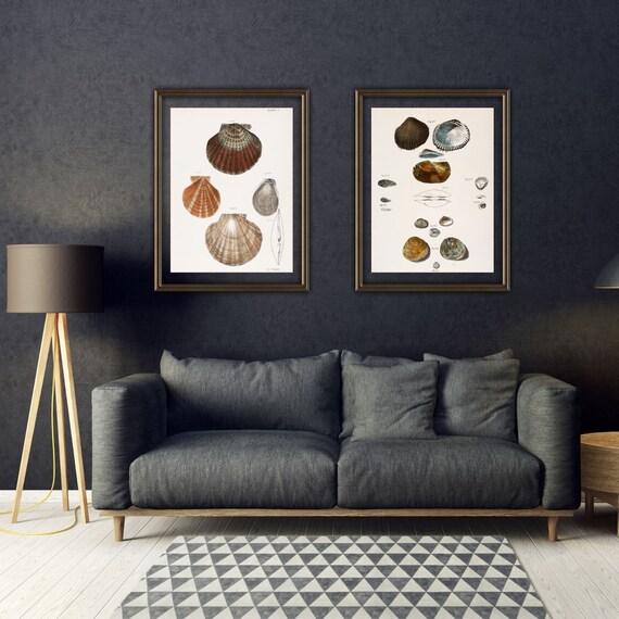 Seashell Wall Art Print Set of 2 Beautiful Antique Sea Shell - Etsy