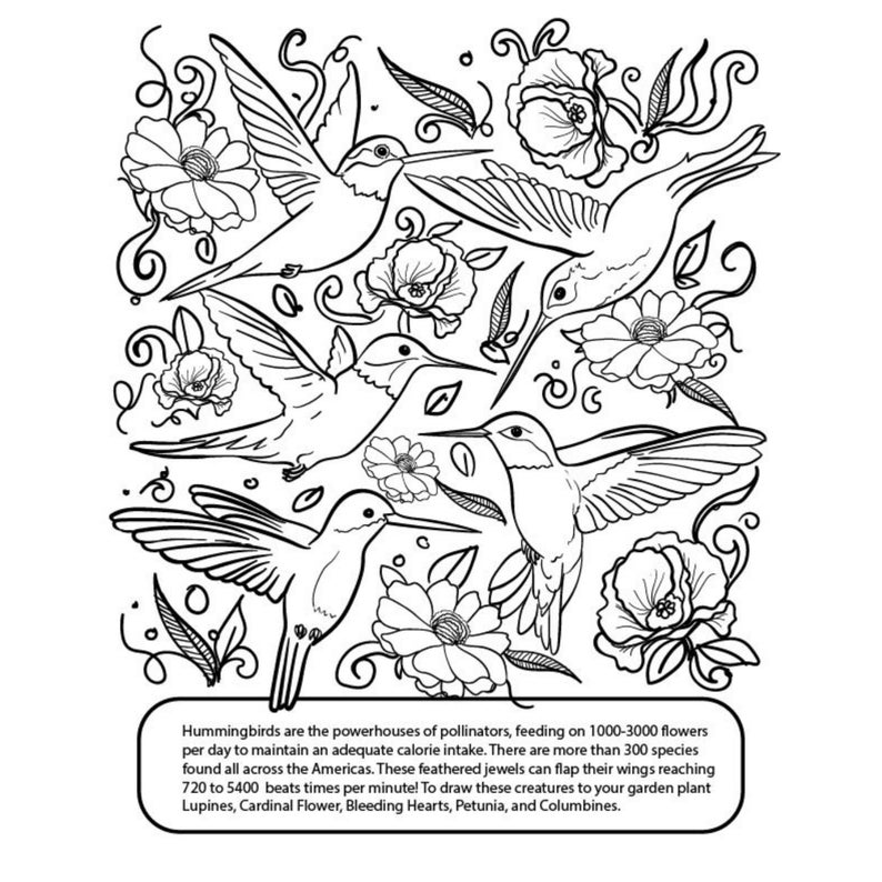 Garden Pollinators Coloring Book, Nature Illustration Art (printable ...