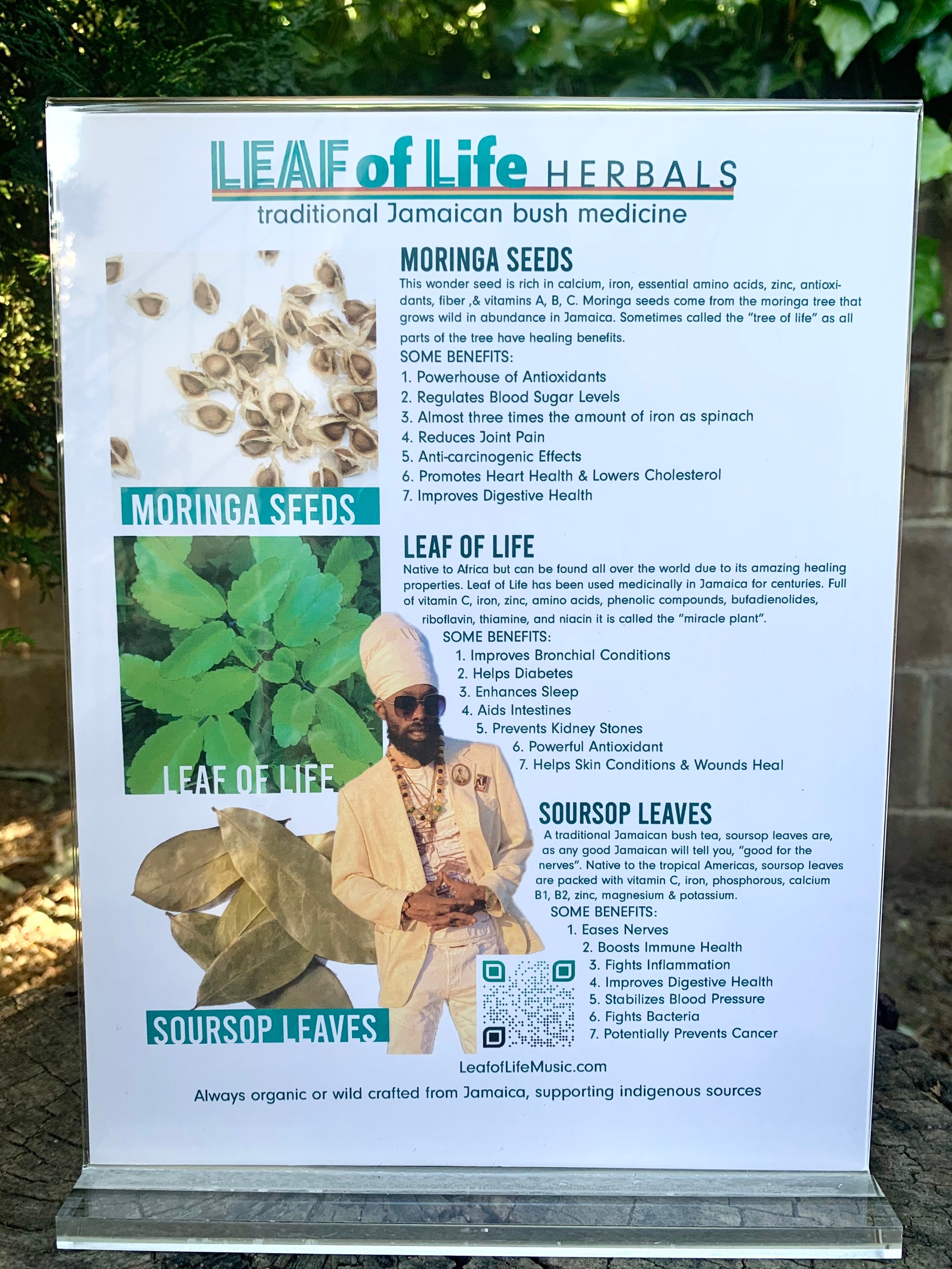 Moringa Seeds Superfood Traditional Jamaican Bush Medicine From ...