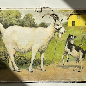 Antik SCHOOL CHART ILLUSTRATION, Double Sided, Goat/ Kid and Cow/calf ...