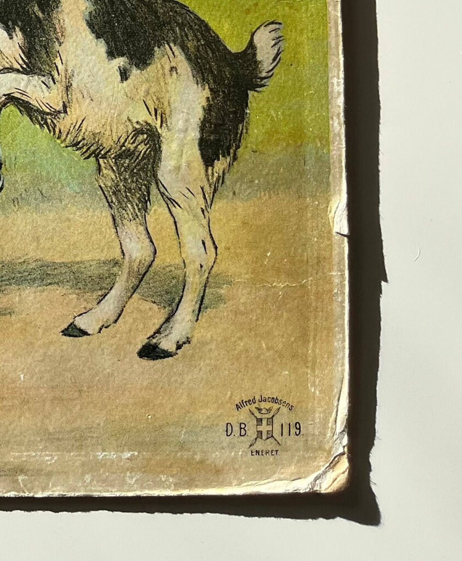 Antik SCHOOL CHART ILLUSTRATION, Double Sided, Goat/ Kid and Cow/calf ...