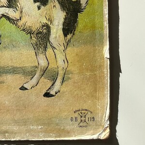 Antik SCHOOL CHART ILLUSTRATION, Double Sided, Goat/ Kid and Cow/calf ...