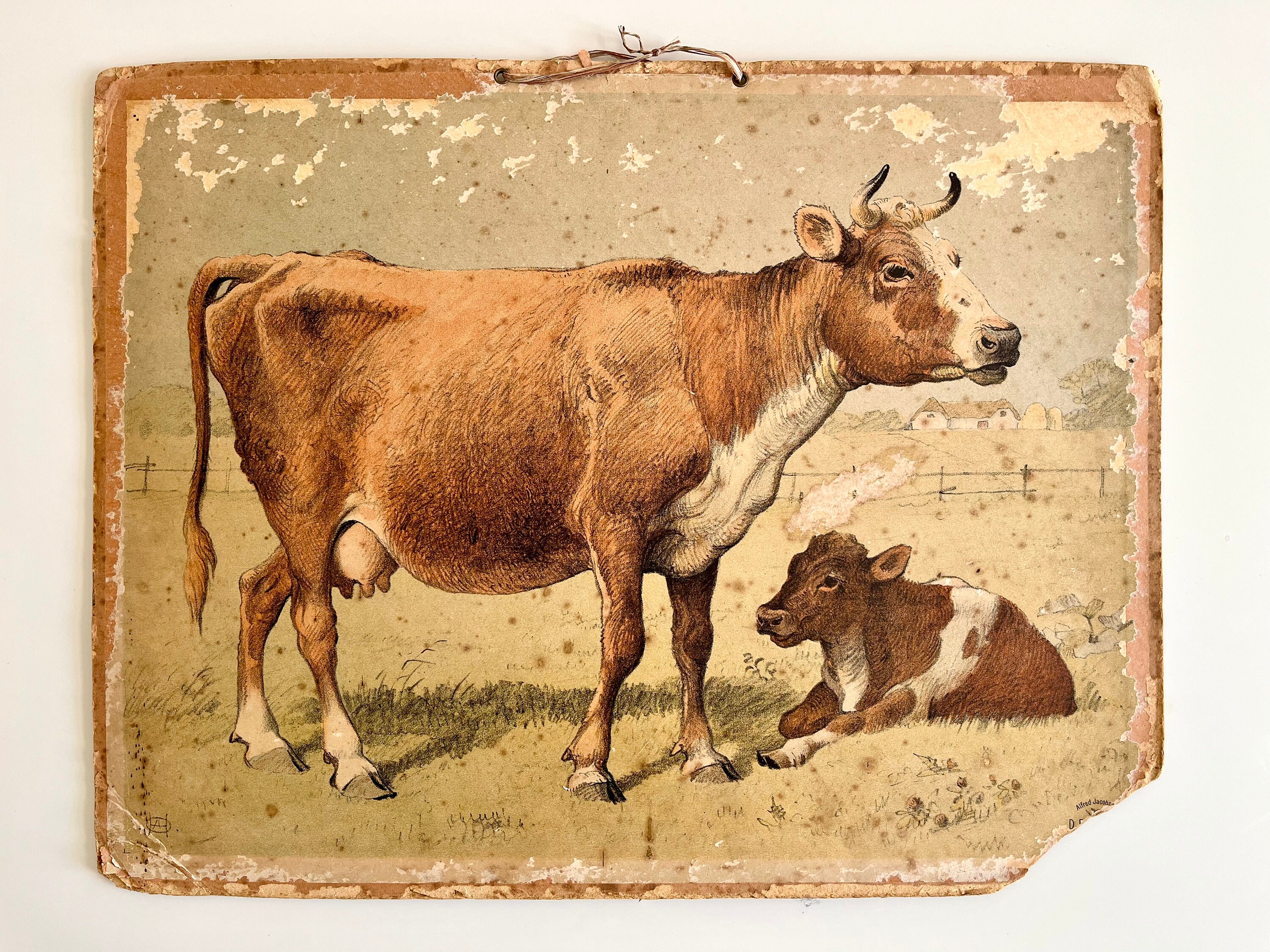 Antik SCHOOL CHART ILLUSTRATION, Double Sided, Horse/foal and Cow/calf ...