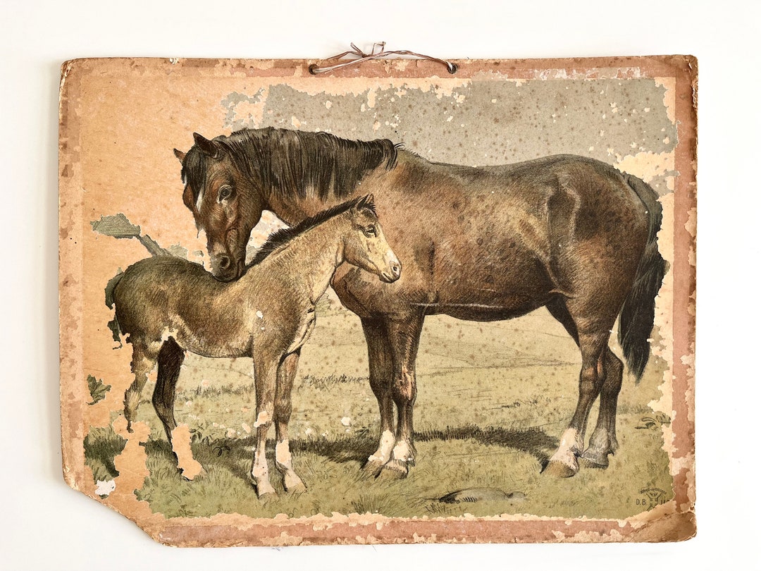 Antik SCHOOL CHART ILLUSTRATION, Double Sided, Horse/foal and Cow/calf ...