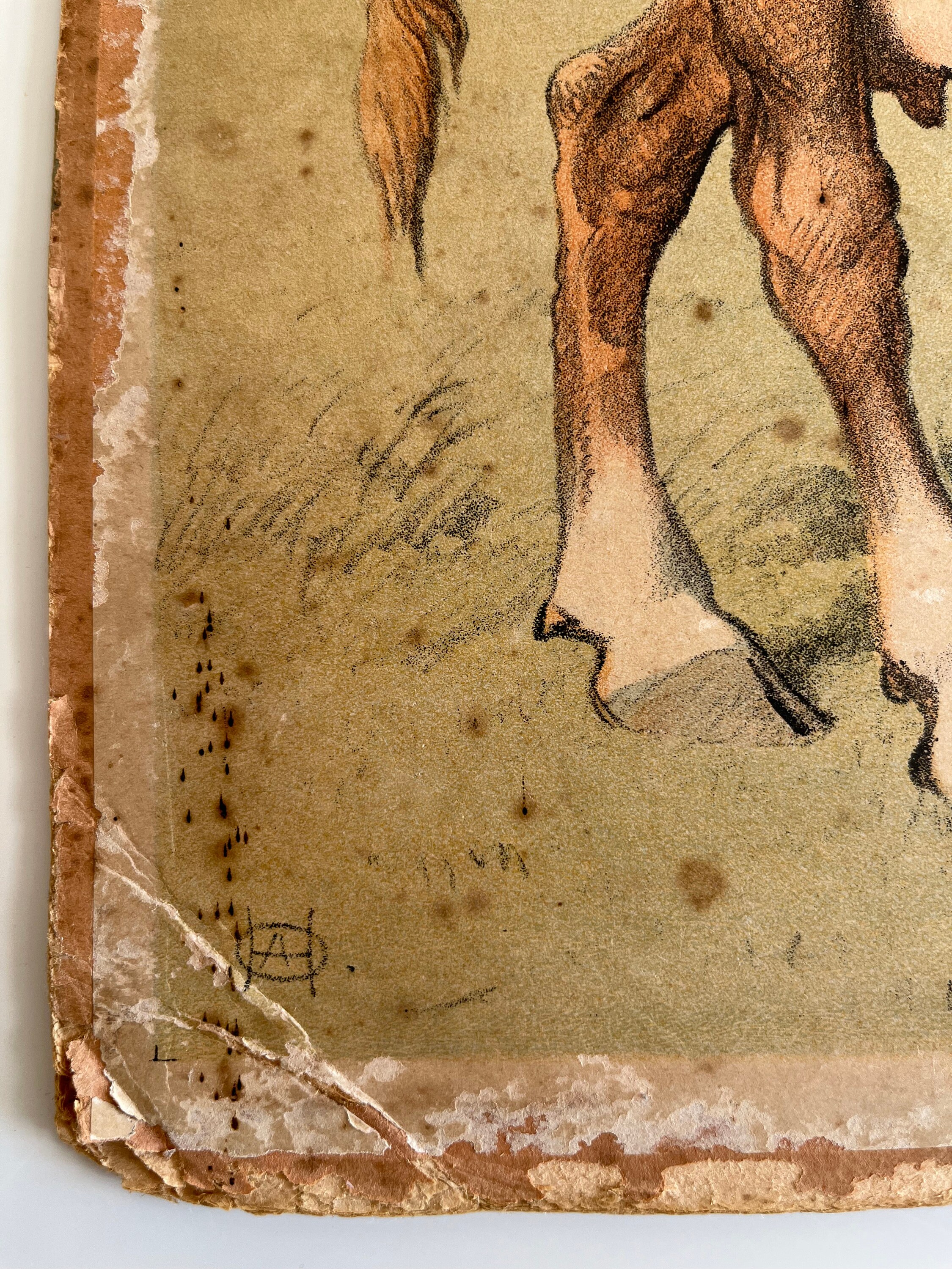 Antik SCHOOL CHART ILLUSTRATION, Double Sided, Horse/foal and Cow/calf ...