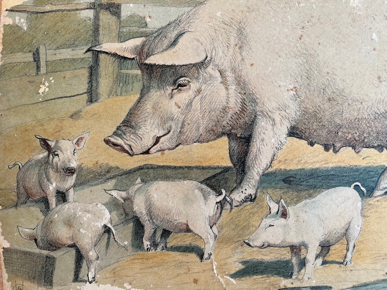 Antik SCHOOL CHART ILLUSTRATION Double Sided Pig/piglet and - Etsy
