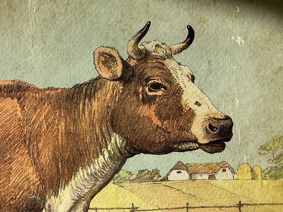 Antik SCHOOL CHART ILLUSTRATION, Double Sided, Goat/ Kid and Cow/calf ...