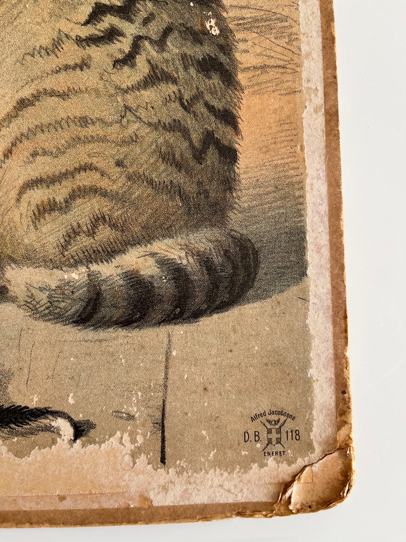 Antik SCHOOL CHART ILLUSTRATION, Cardboard, Double Sided, Cat/kitten ...