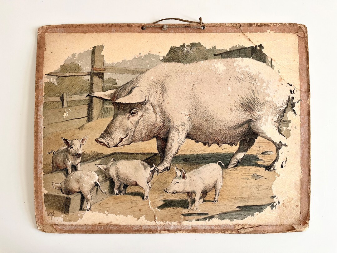 Antik SCHOOL CHART ILLUSTRATION, Double Sided, Pig/piglet and Sheep ...