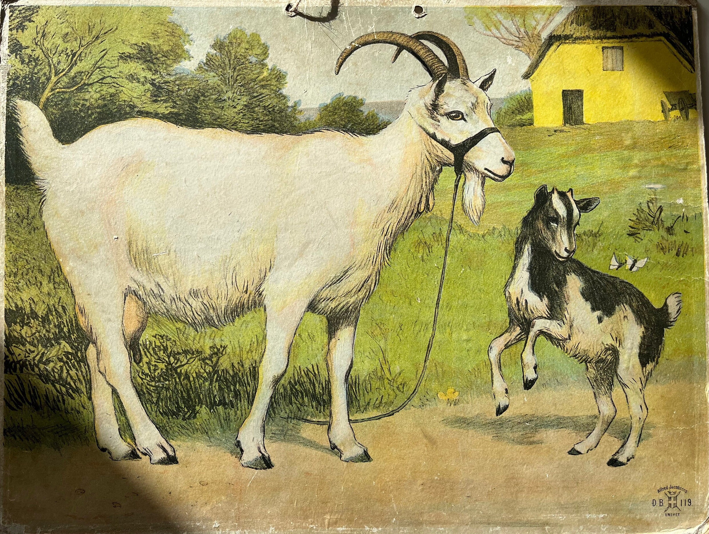 Antik SCHOOL CHART ILLUSTRATION, Double Sided, Goat/ Kid and Cow/calf ...