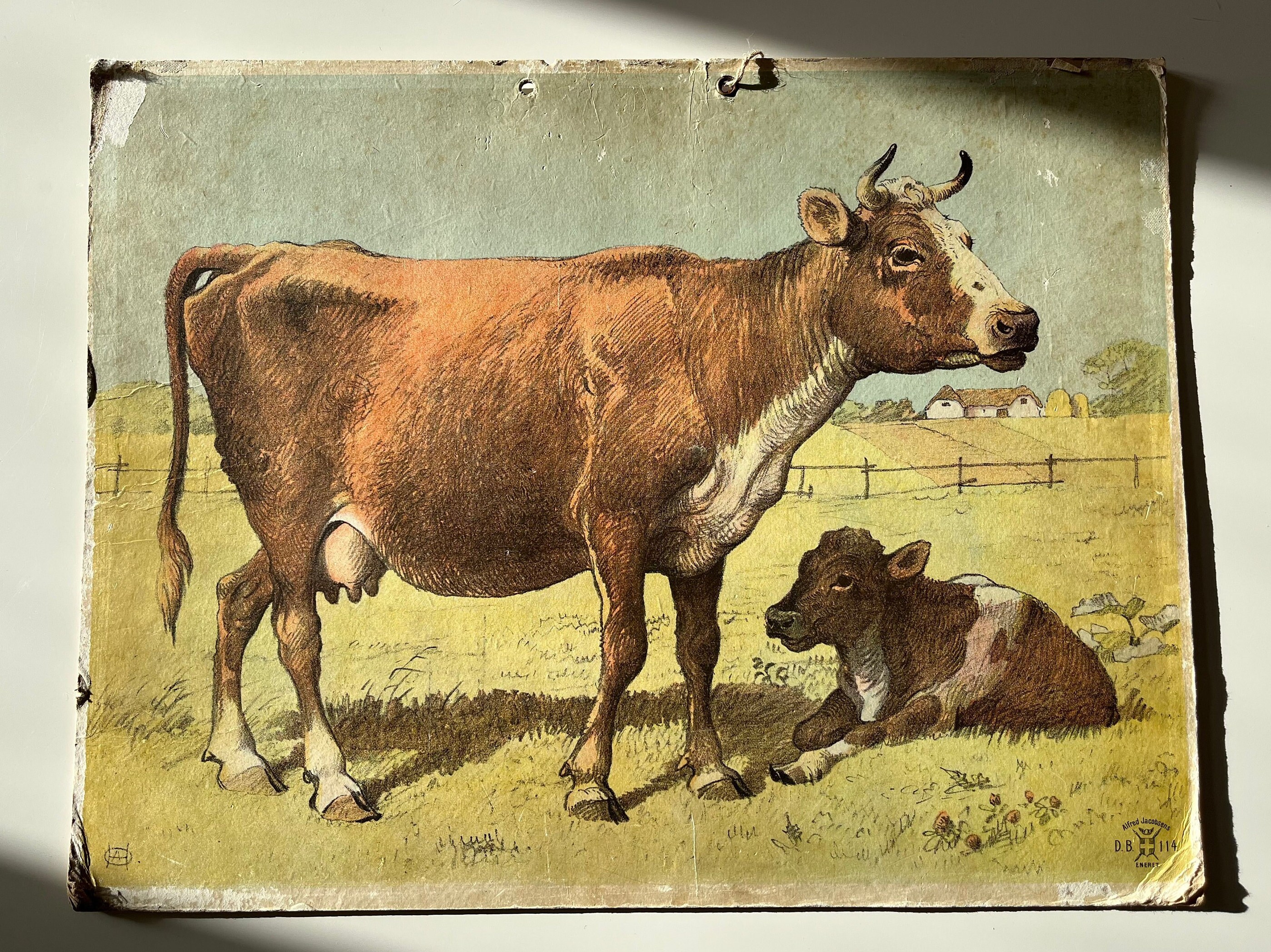 Antik SCHOOL CHART ILLUSTRATION, Double Sided, Goat/ Kid and Cow/calf ...